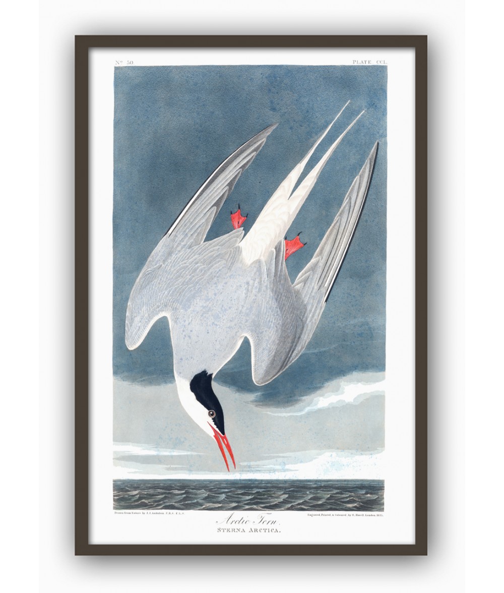 seagull print